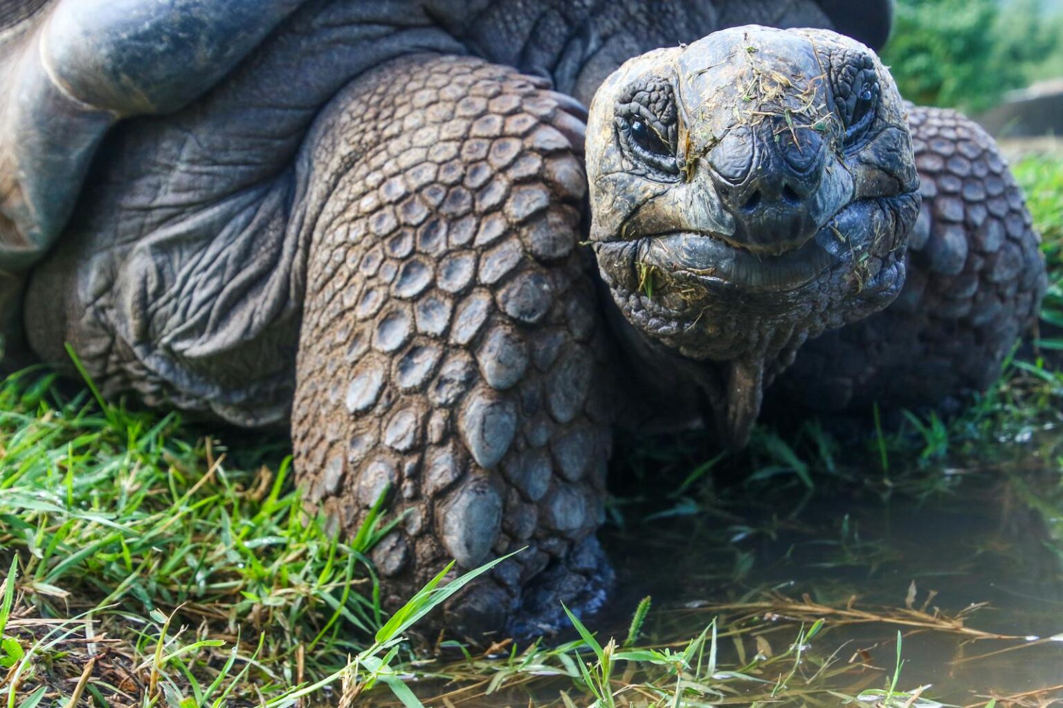 Why Some Turtles Migrate Thousands of Miles Each Year – Reptilekingz