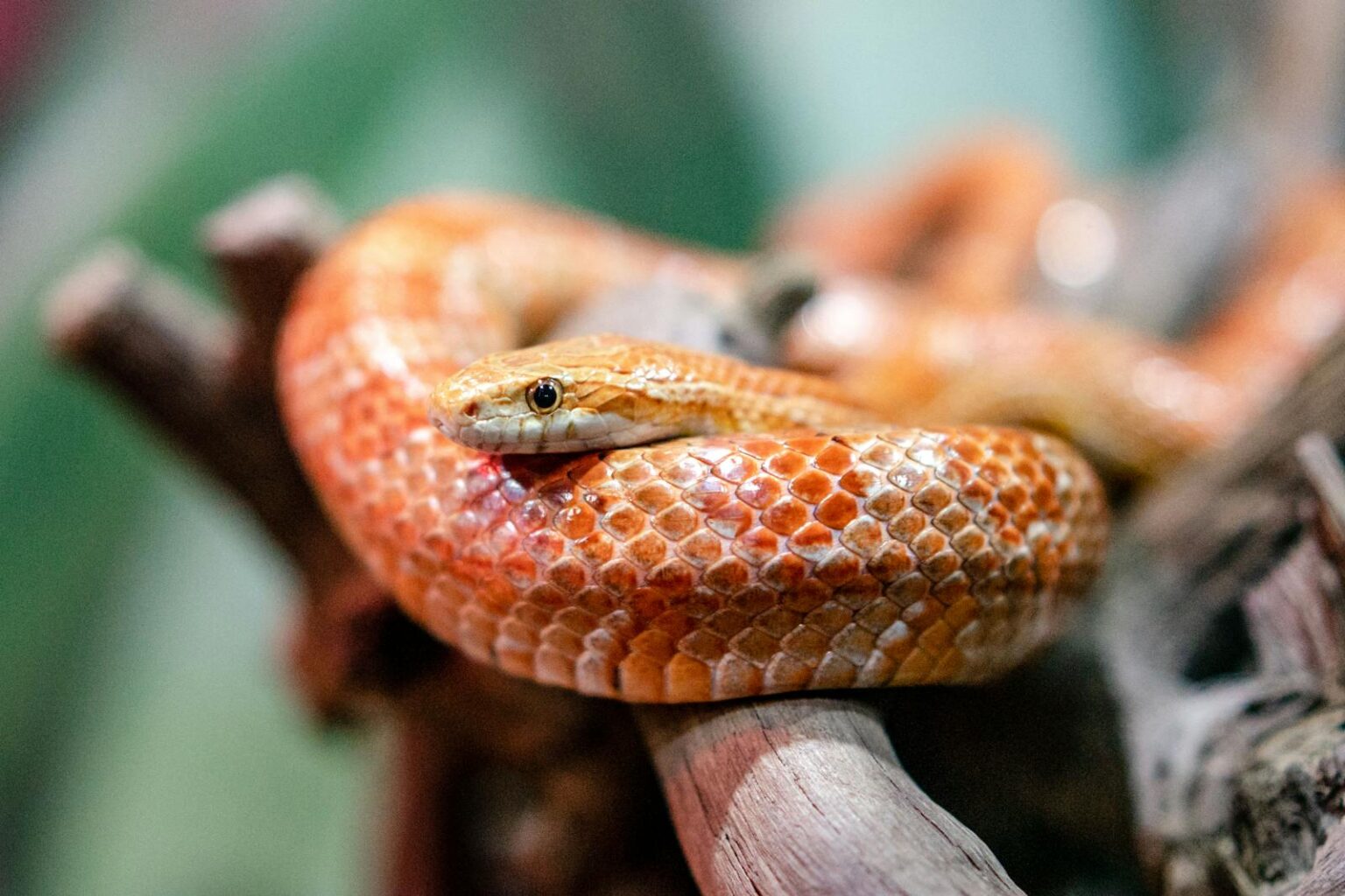 The Science Behind Snake Venom – How It Affects Prey and Humans ...