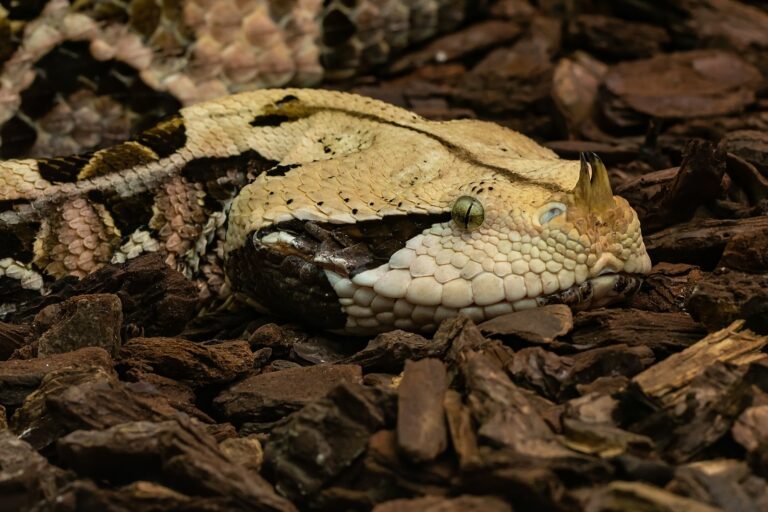 The Most Aggressive Snake Species in the World – Reptilekingz