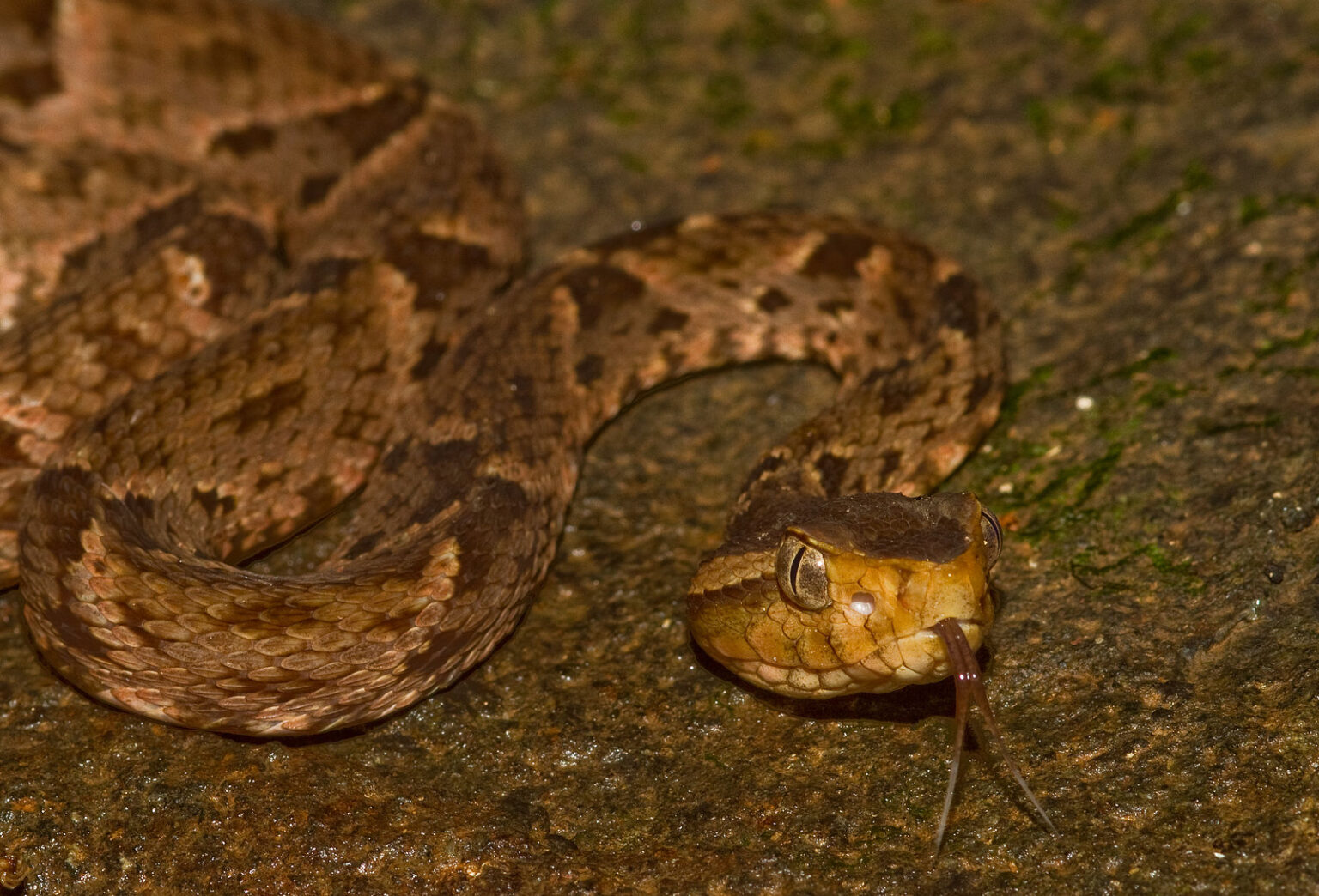 The Most Aggressive Snake Species in the World – Reptilekingz