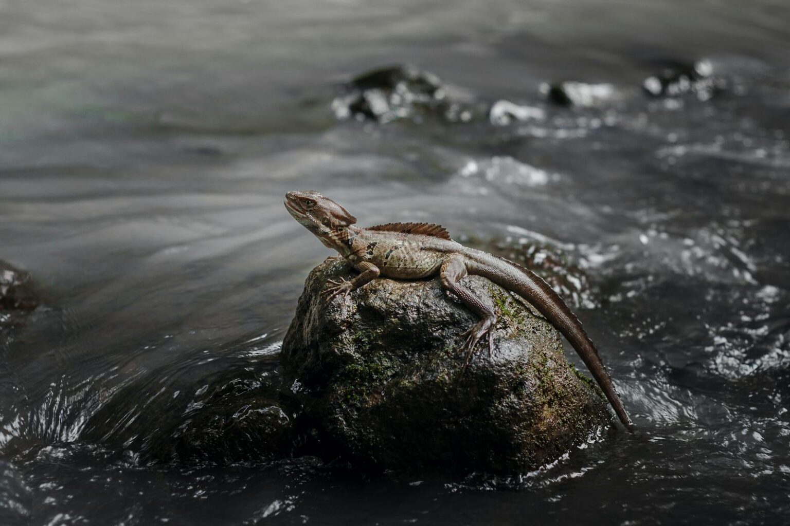 How Some Lizards Can Run on Water – The Jesus Lizard Explained ...
