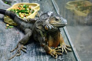 Why Some Lizards Can Regrow Their Tails and Others Can’t – Reptilekingz