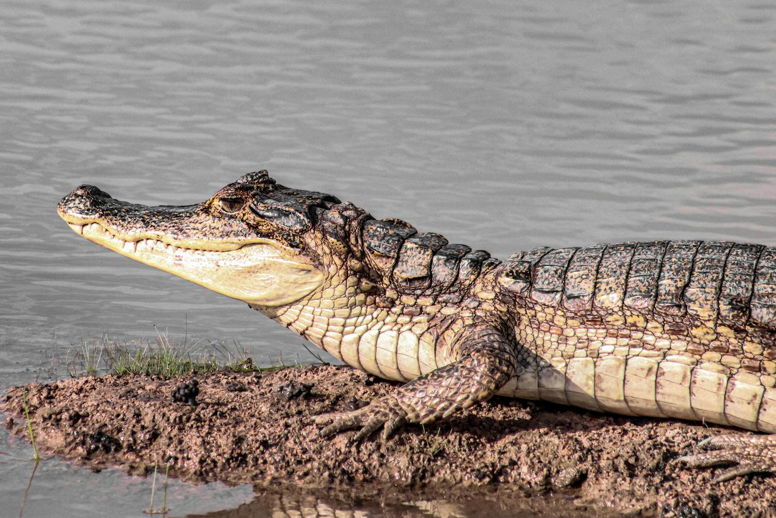 The Largest Alligator Ever Caught – A Giant in the Swamps – Reptilekingz