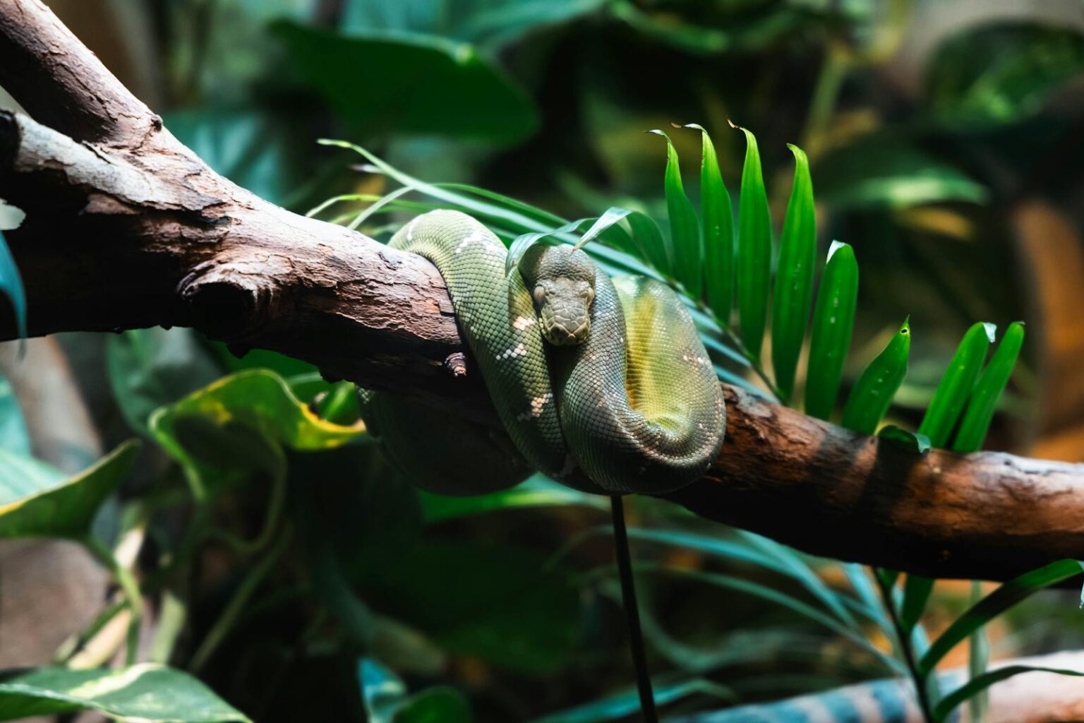 The Lethal Power of the King Cobra – A Snake That Hunts Other Snakes ...