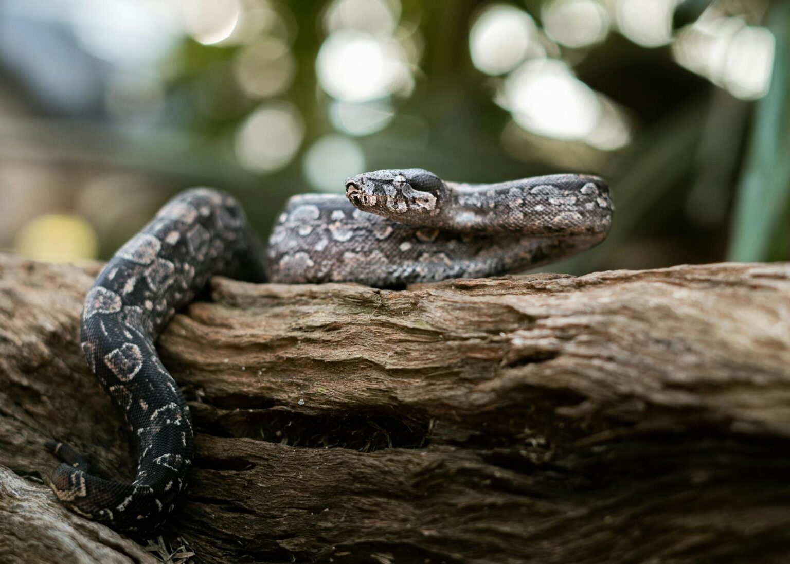 The Science Behind Snake Venom – How It Affects Prey and Humans ...