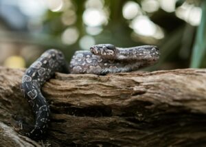The Science Behind Snake Venom – How It Affects Prey and Humans ...