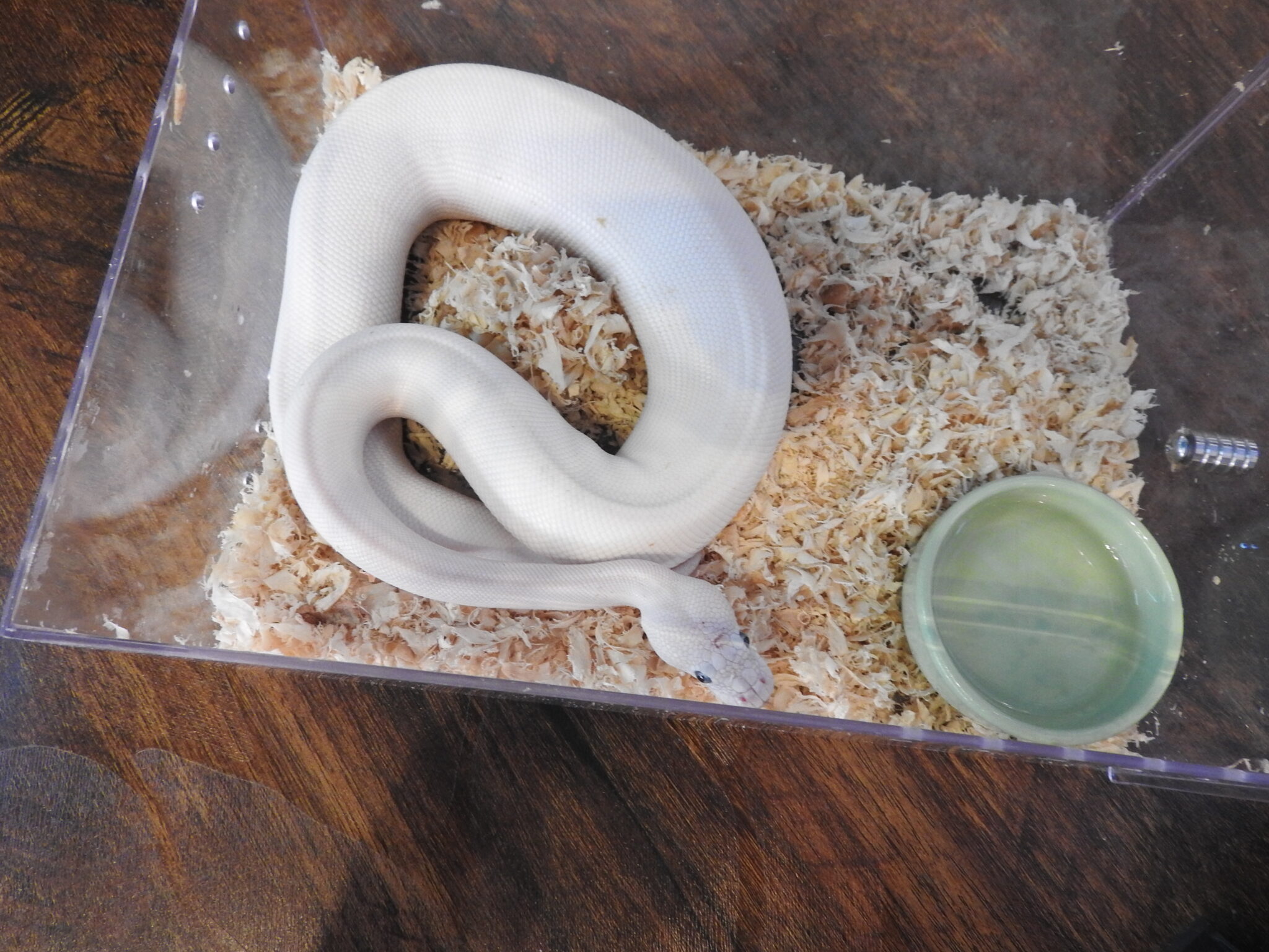 The Most Expensive Exotic Reptiles in the Pet Trade – Reptilekingz