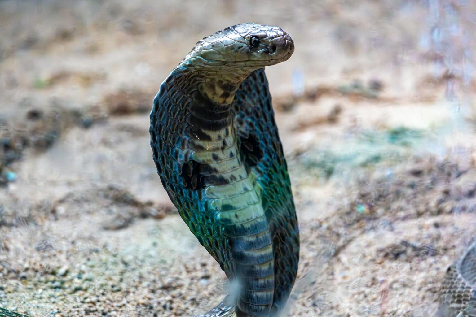 The Deadliest Snakes on Earth – Which Ones Have the Most Potent Venom ...