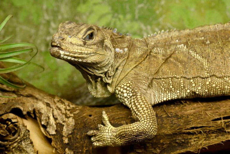 The Most Social Lizard Species – Which Ones Enjoy Company? – Reptilekingz