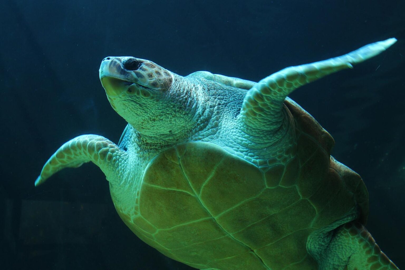 The Difference Between Turtles and Tortoises – More Than Just Shells ...