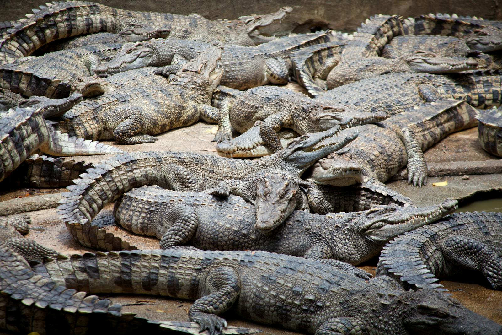 The Largest Alligator Ever Caught – A Giant in the Swamps – Reptilekingz