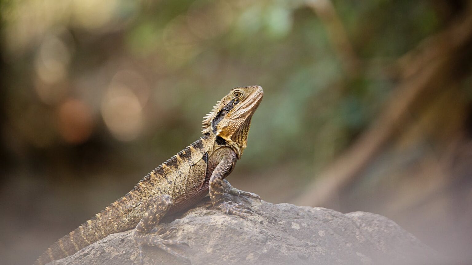 The Fastest Lizard in the World – It’s Built for Speed – Reptilekingz