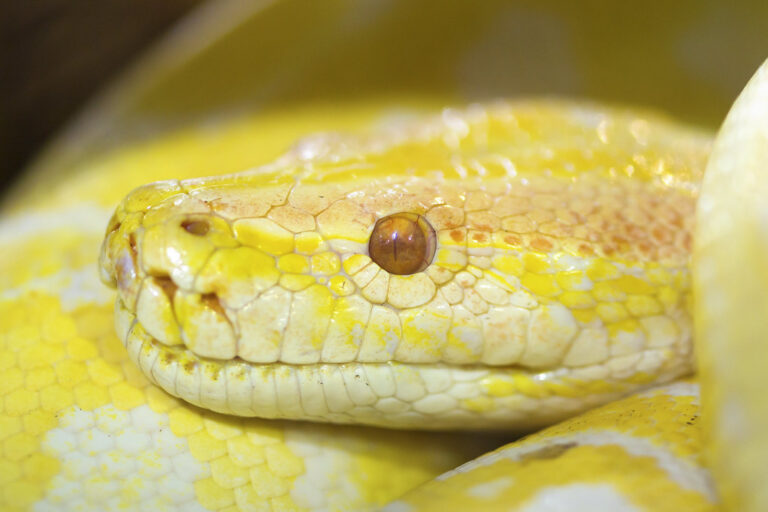 The Most Expensive Exotic Reptiles in the Pet Trade – Reptilekingz