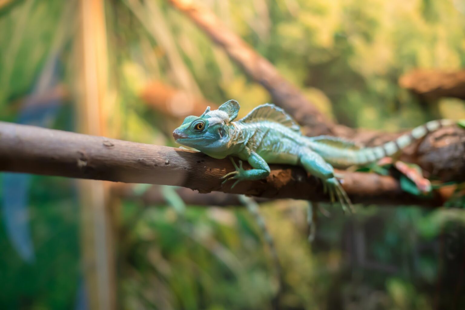 How Some Lizards Can Run on Water – The Jesus Lizard Explained ...