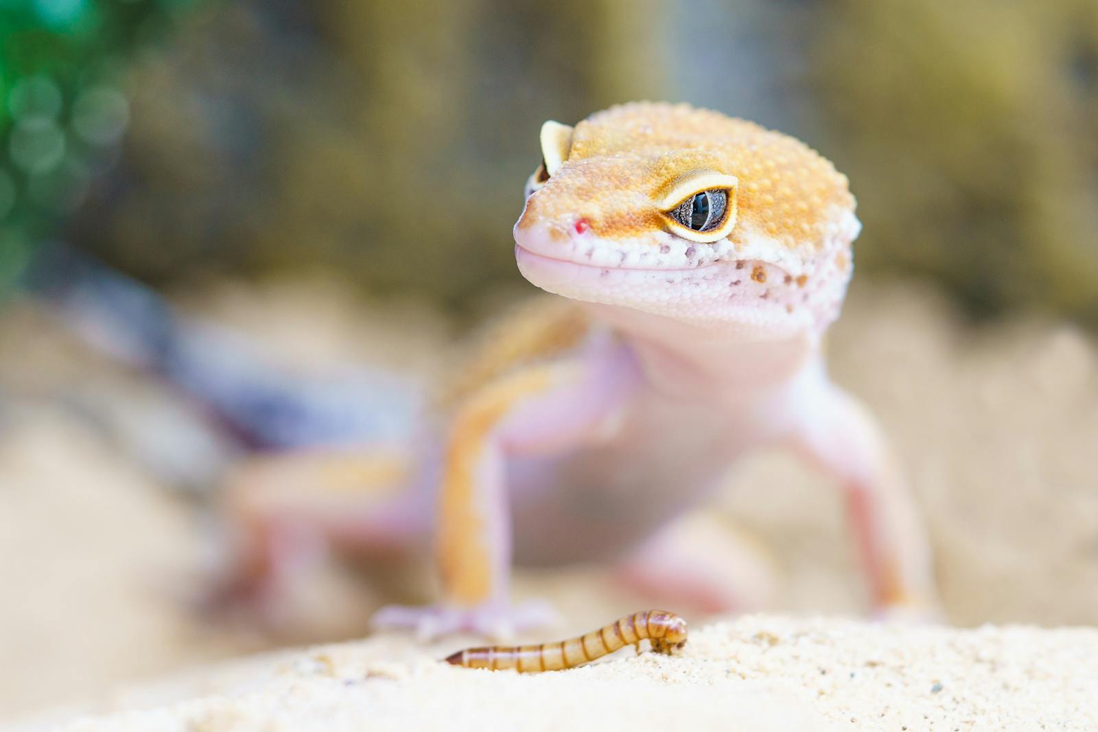 The Fastest Lizard in the World – It’s Built for Speed – Reptilekingz
