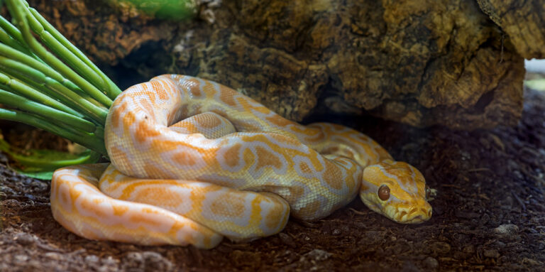 The Most Expensive Exotic Reptiles in the Pet Trade – Reptilekingz