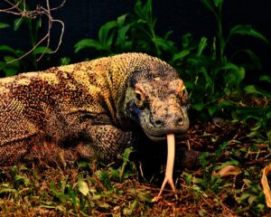The Most Poisonous Lizards in the World – Rare but Deadly – Reptilekingz