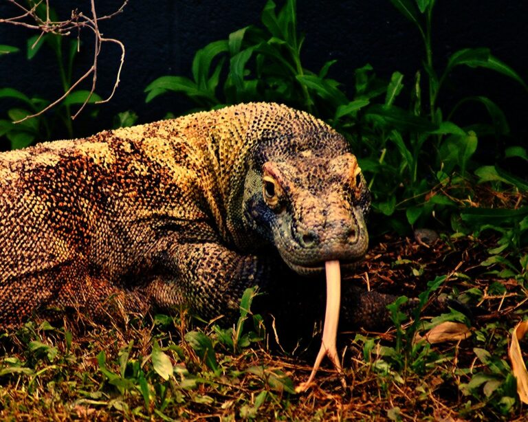 The Most Poisonous Lizards in the World – Rare but Deadly – Reptilekingz