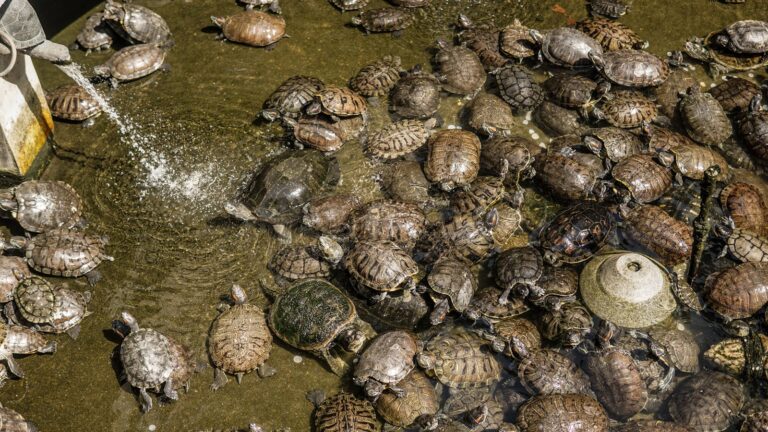 The Role of Turtles in Ecosystems – Why They Matter – Reptilekingz