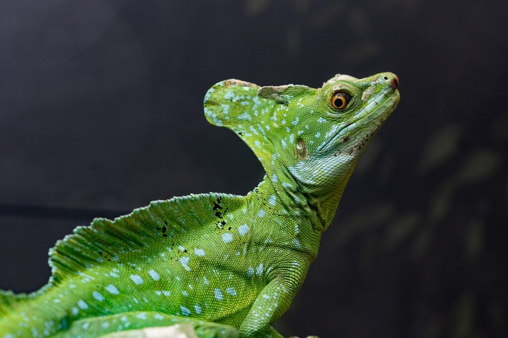 The Best Tank Size for Different Lizard Species – Reptilekingz