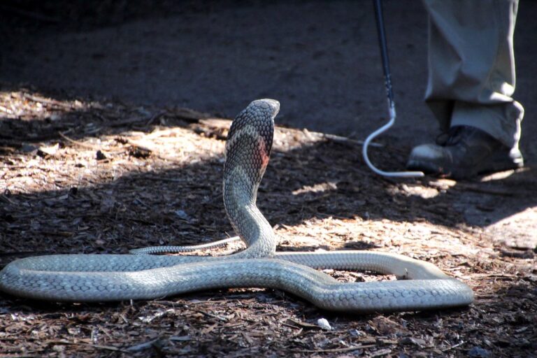 The Lethal Power of the King Cobra – A Snake That Hunts Other Snakes ...