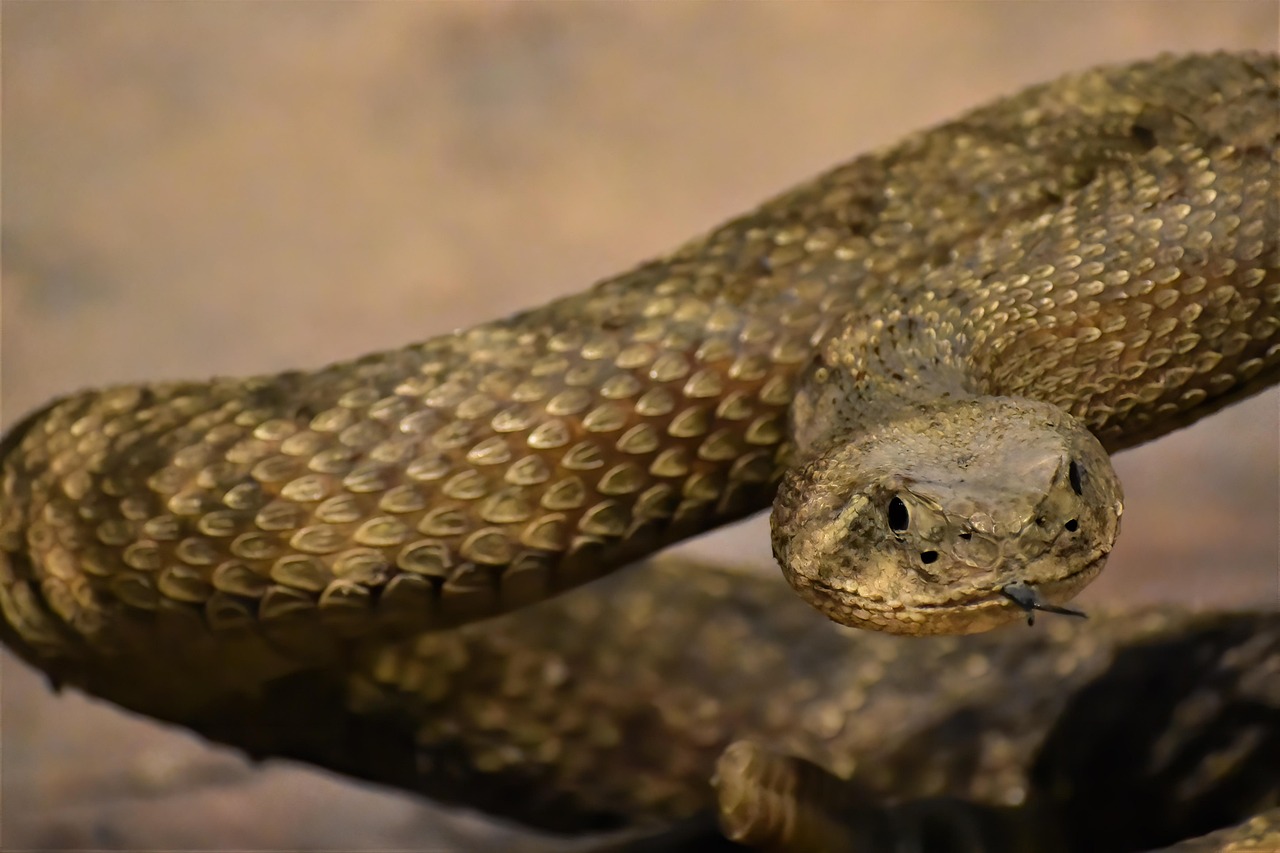 The Science Behind Snake Venom – How It Affects Prey and Humans ...
