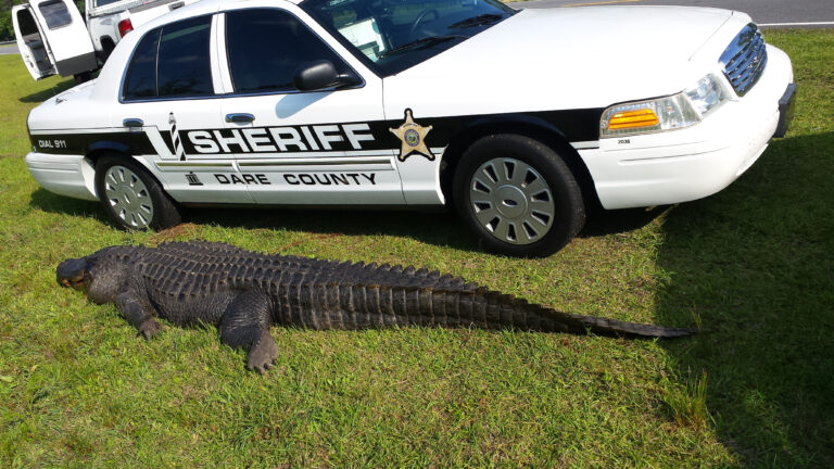 The Largest Alligator Ever Caught – A Giant in the Swamps – Reptilekingz