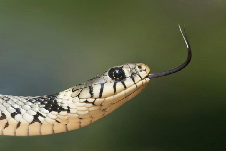 The Science Behind Snake Venom – How It Affects Prey and Humans ...