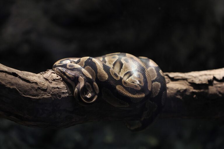 The Most Expensive Exotic Reptiles in the Pet Trade – Reptilekingz