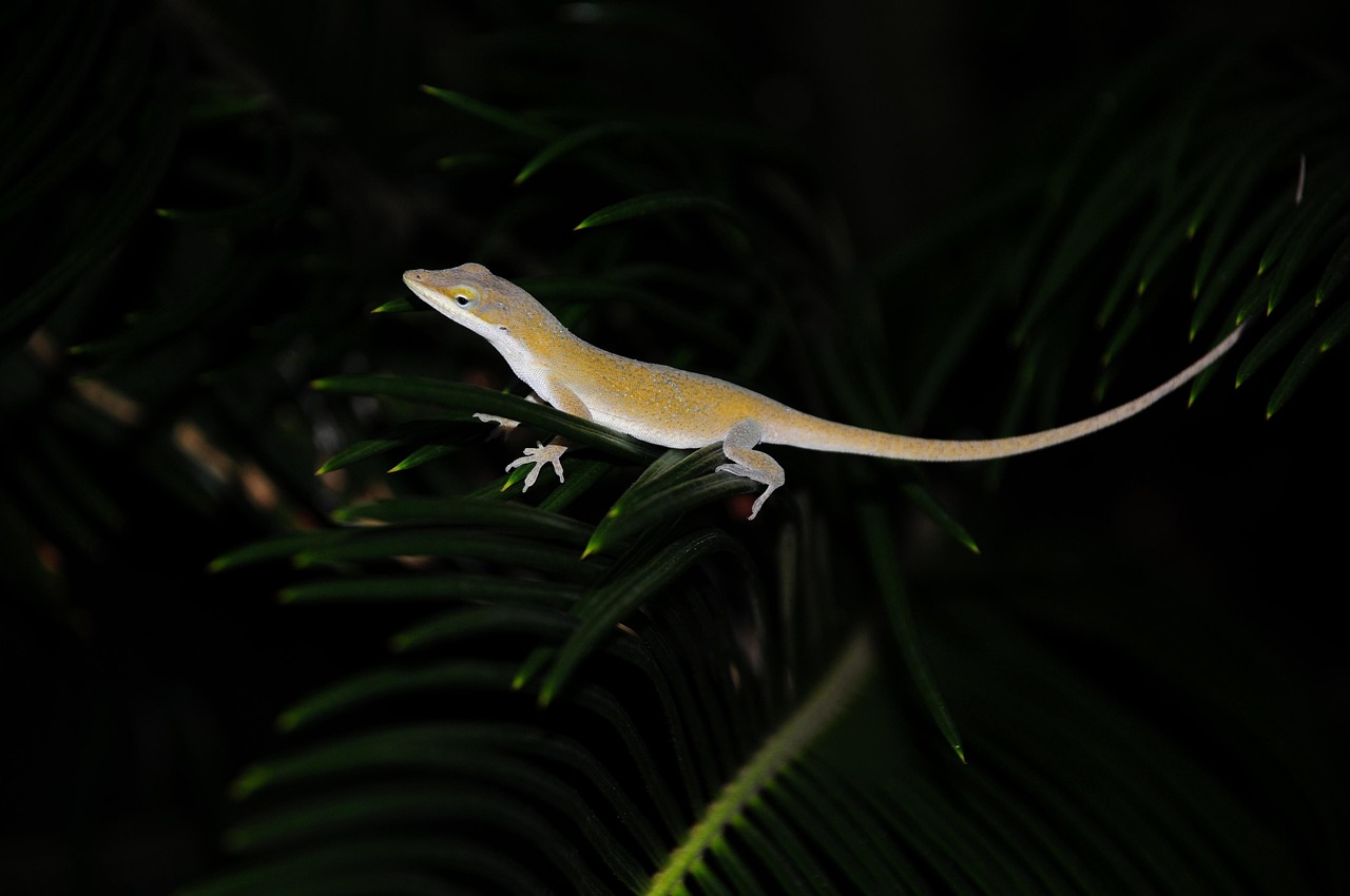 The Fastest Lizard in the World – It’s Built for Speed – Reptilekingz