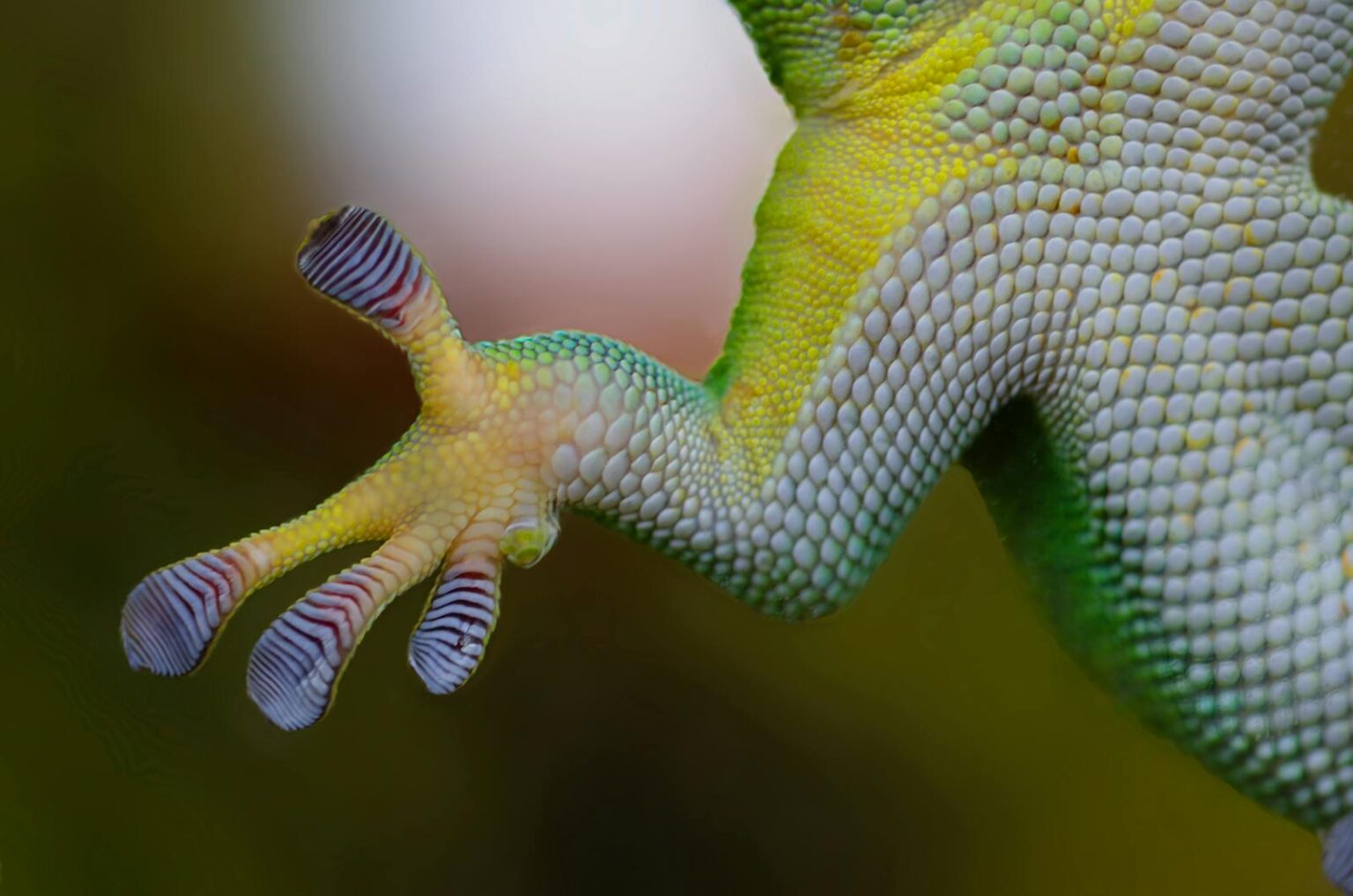The Fastest Lizard in the World – It’s Built for Speed – Reptilekingz