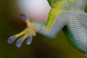 The Fastest Lizard in the World – It’s Built for Speed – Reptilekingz