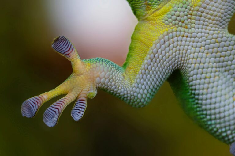 The Fastest Lizard in the World – It’s Built for Speed – Reptilekingz
