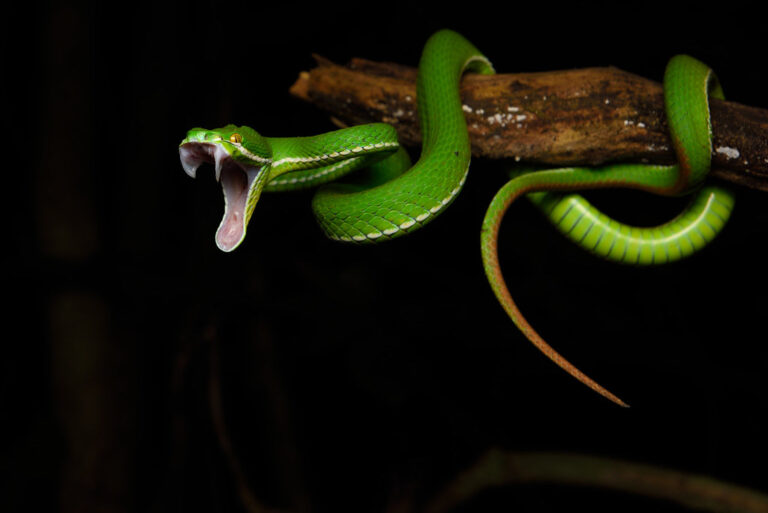 Why Some Snakes Have Hemotoxic Venom and Others Have Neurotoxic Venom ...