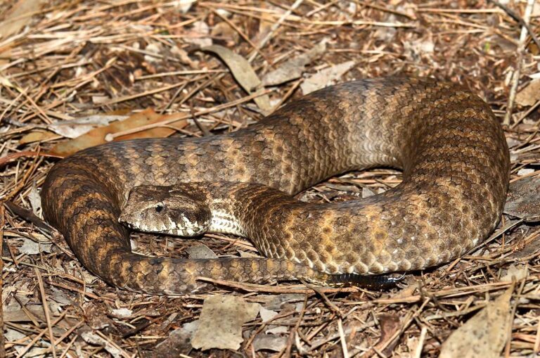 The Deadliest Snakes on Earth – Which Ones Have the Most Potent Venom ...