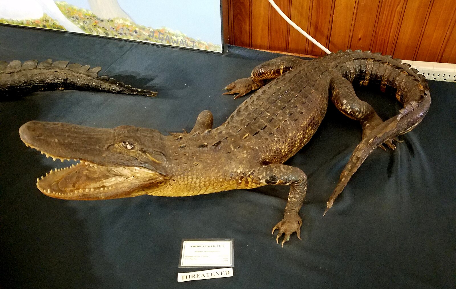 The Largest Alligator Ever Caught – A Giant in the Swamps – Reptilekingz