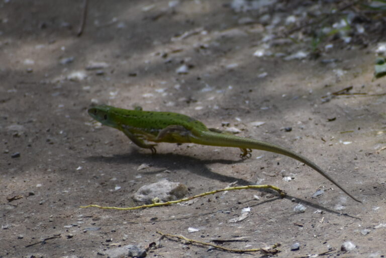 How Some Lizards Can Run on Water – The Jesus Lizard Explained ...