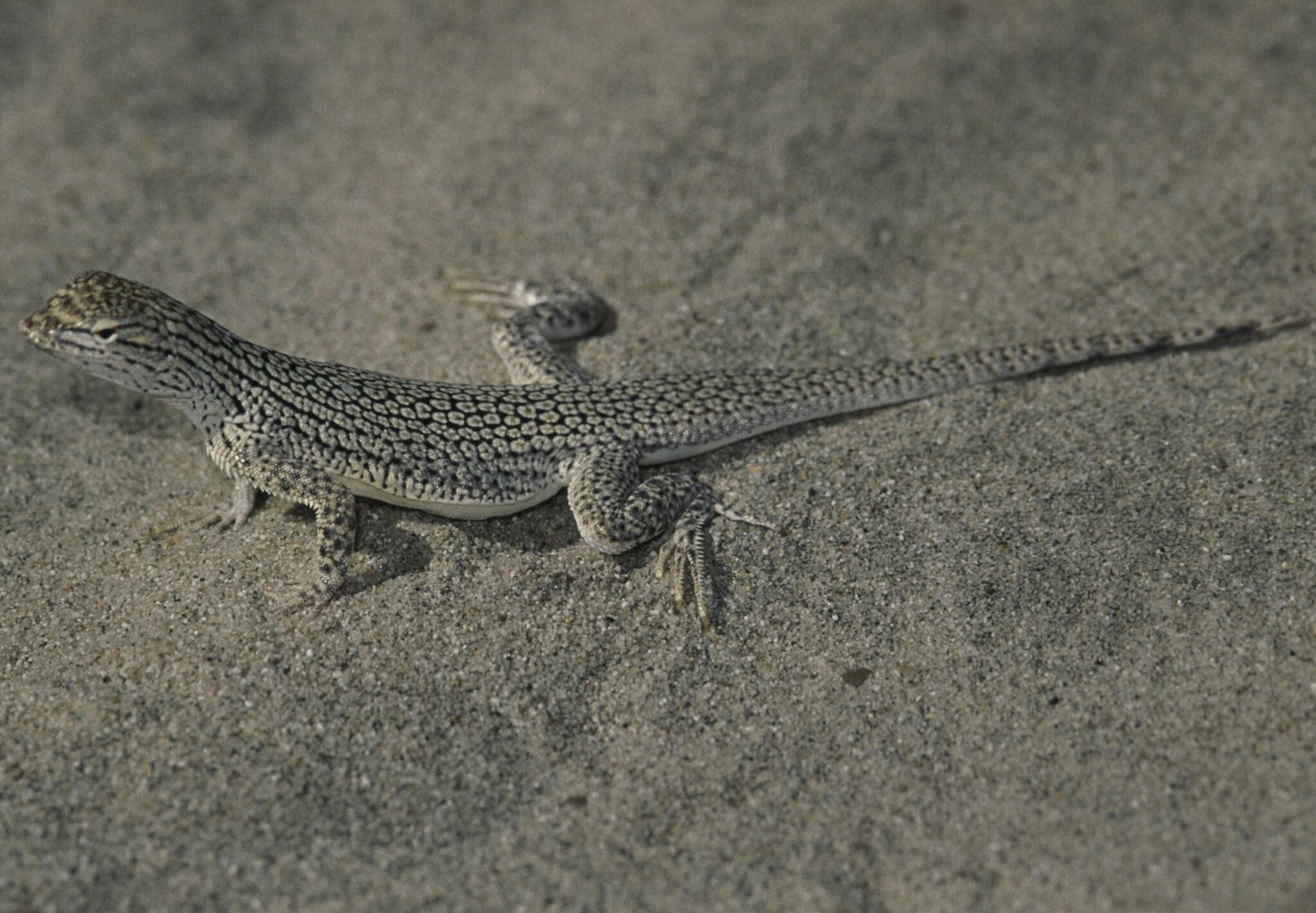 The Fastest Lizard in the World – It’s Built for Speed – Reptilekingz