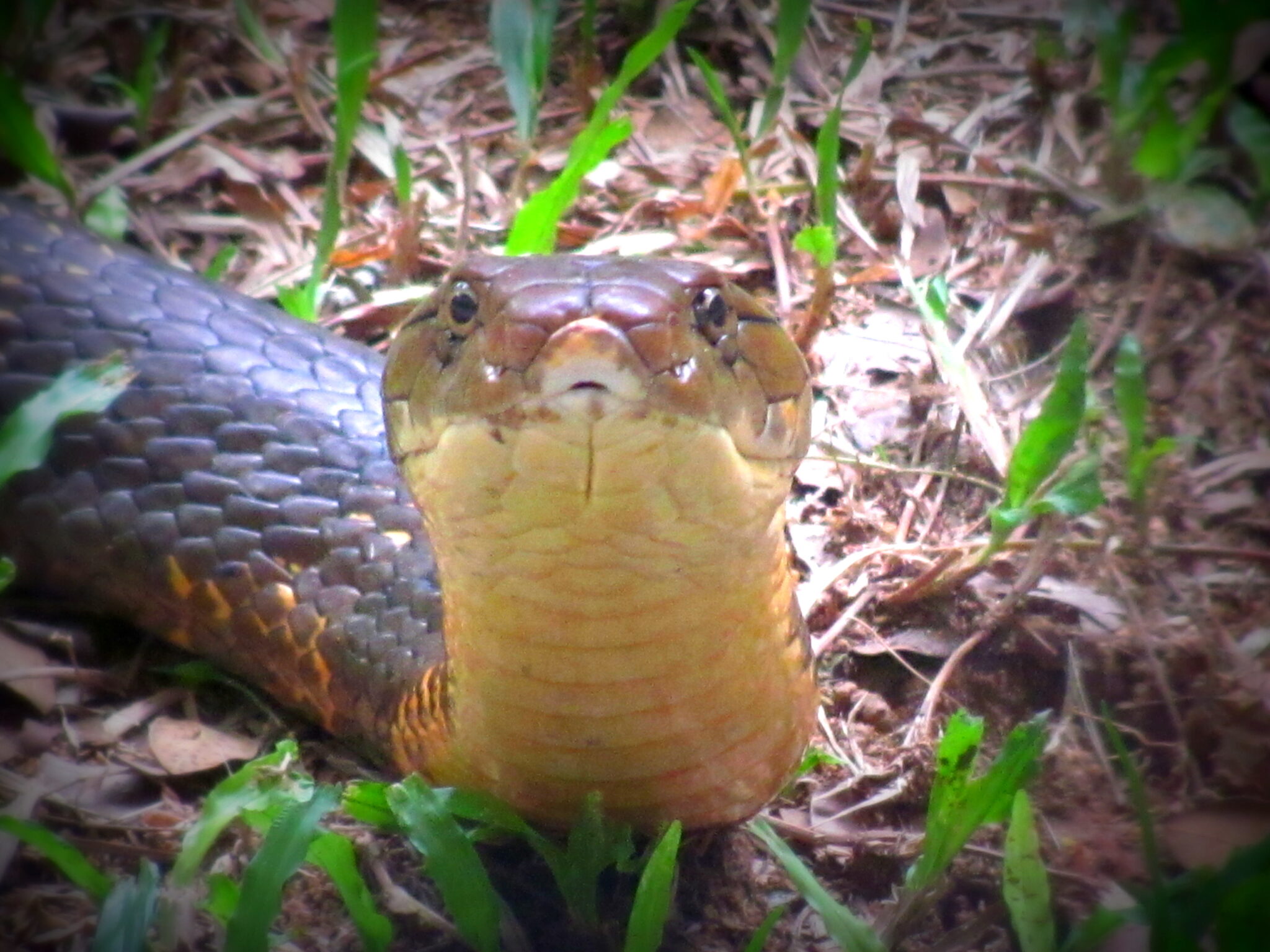 The Lethal Power of the King Cobra – A Snake That Hunts Other Snakes ...