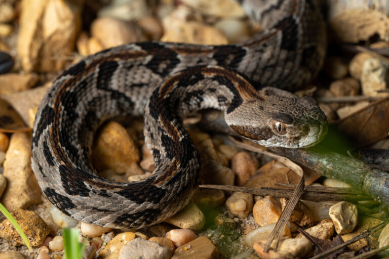 The Most Dangerous Venomous Snakes in North America – Reptilekingz