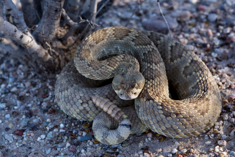 How Antivenom Is Made The Lifesaving Science Behind It – Reptilekingz
