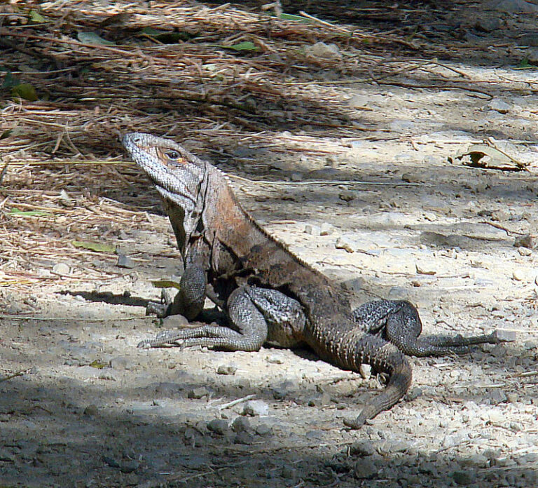 The Fastest Lizard in the World – It’s Built for Speed – Reptilekingz