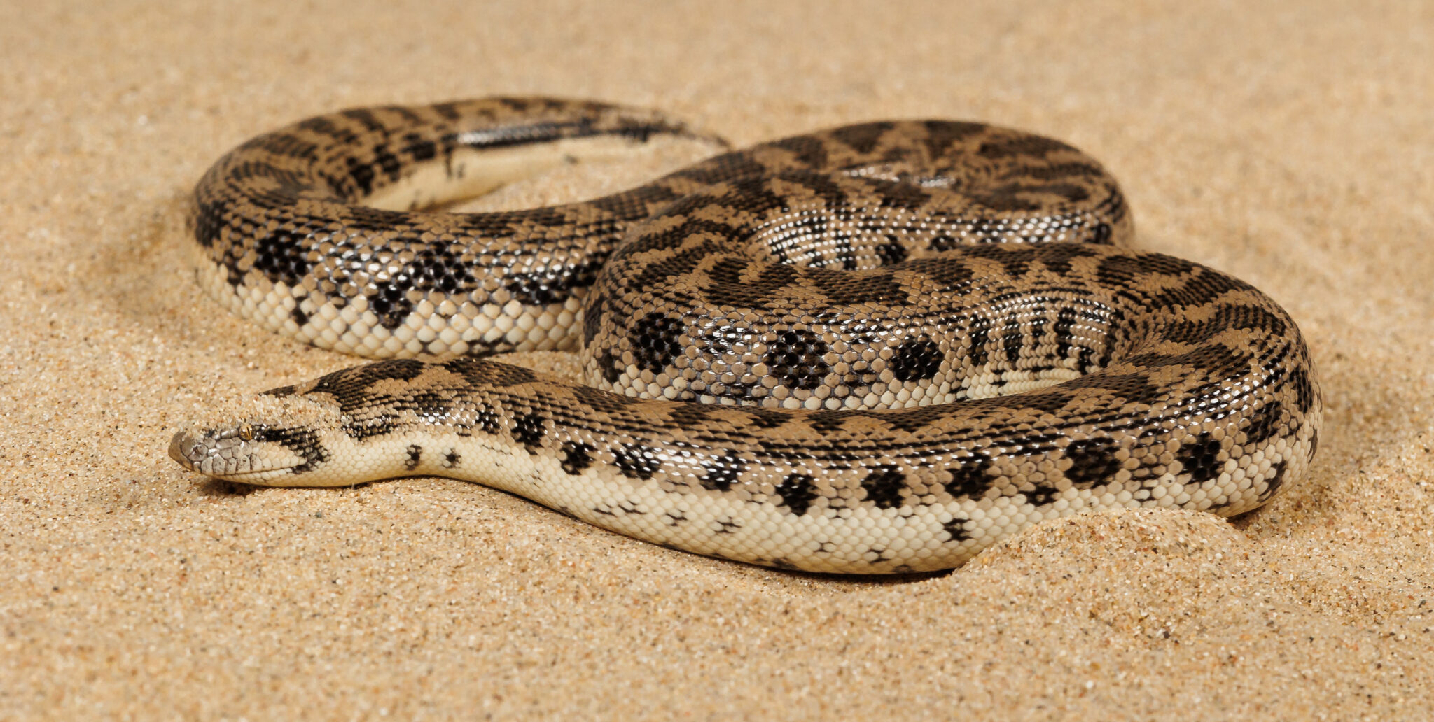 The Friendliest Non-Venomous Snake Species for Pet Owners – Reptilekingz