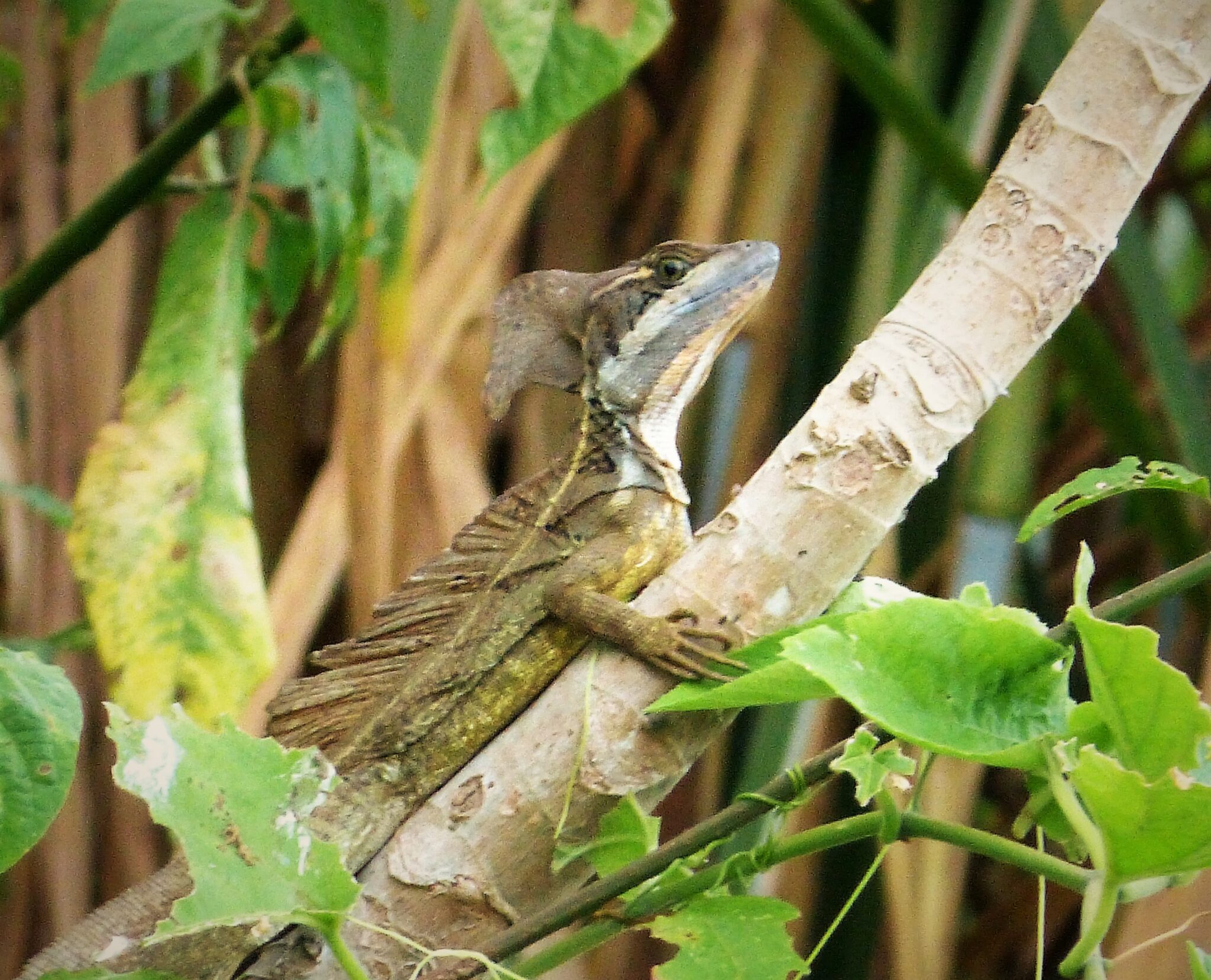 How Some Lizards Can Run on Water – The Jesus Lizard Explained ...