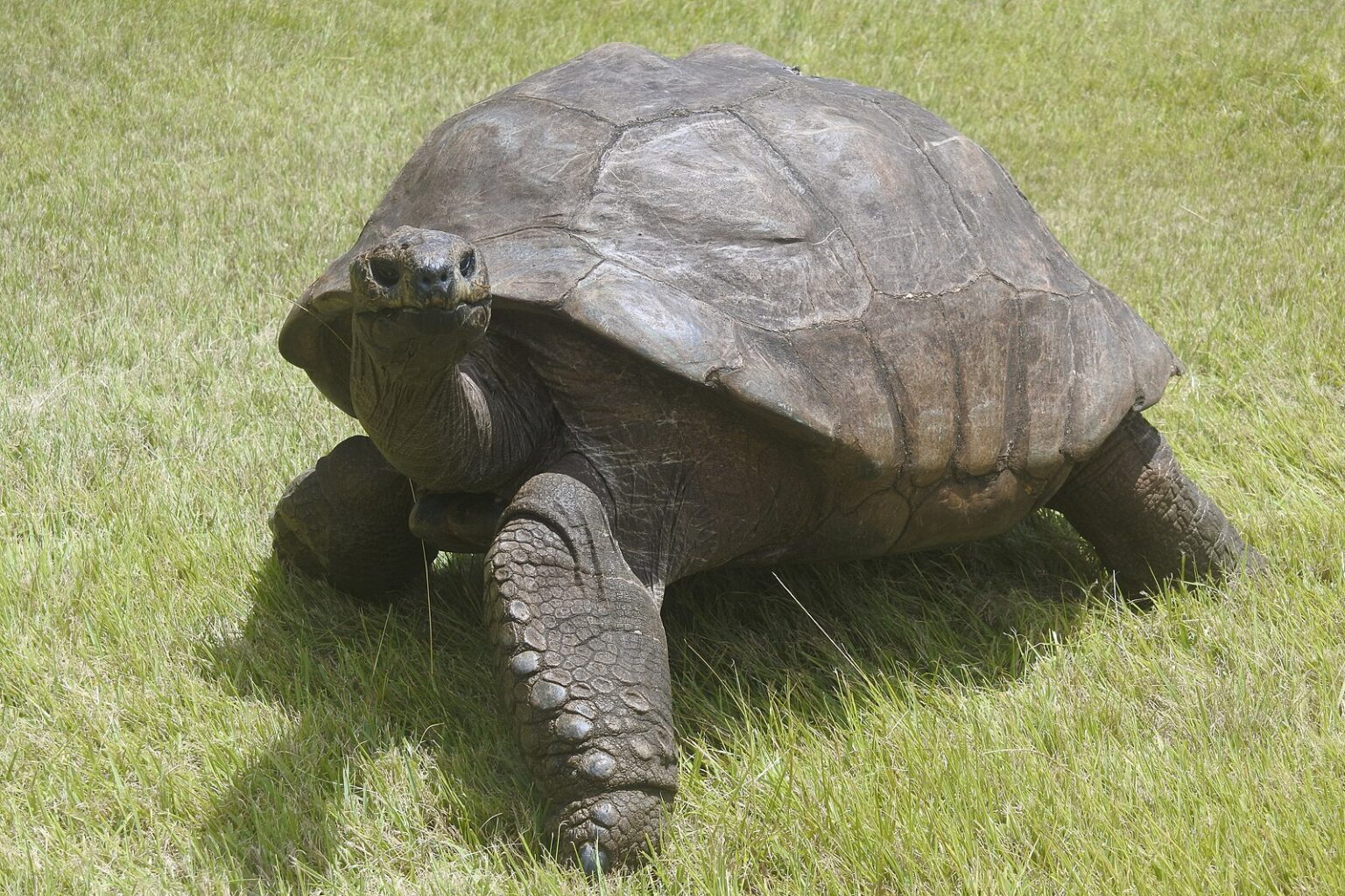 The Oldest Tortoise Ever Lived – A Record-Breaking Lifespan – Reptilekingz