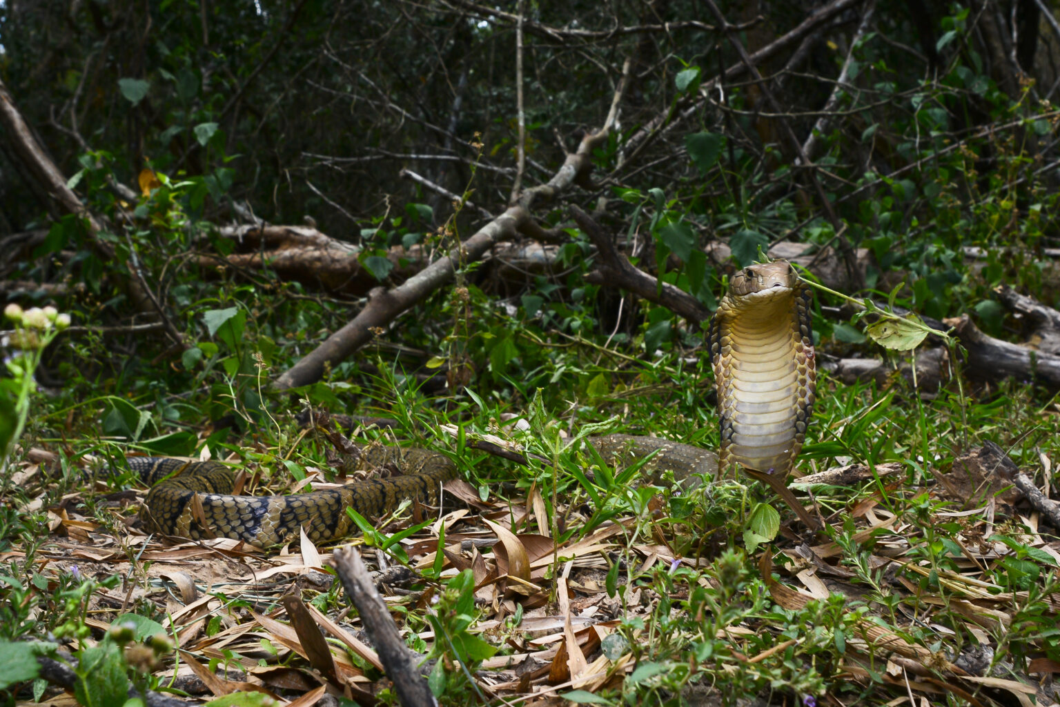How Venomous Snakes Use Heat-Sensing Pits to Detect Prey – Reptilekingz