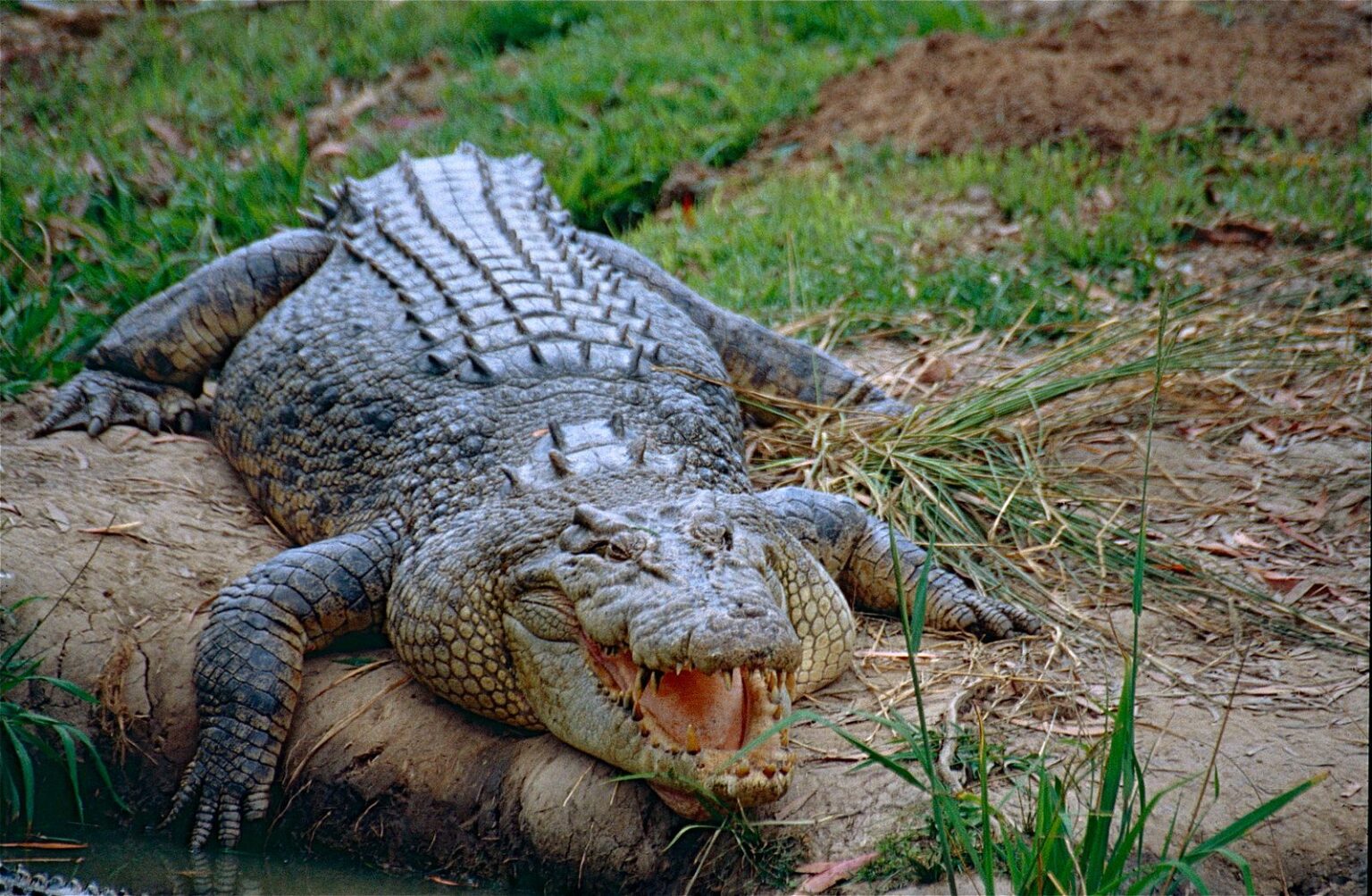 The Crocodile With the Strongest Bite Ever Recorded – Reptilekingz