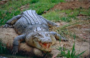 The Crocodile With the Strongest Bite Ever Recorded – Reptilekingz