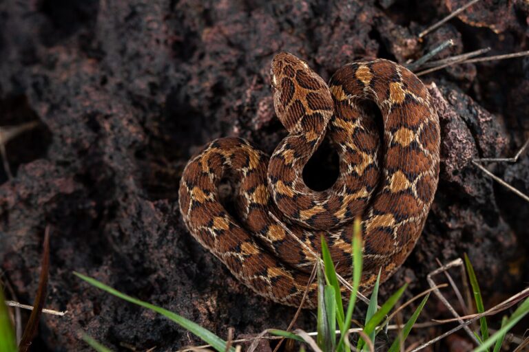 The Deadliest Snakes on Earth – Which Ones Have the Most Potent Venom ...
