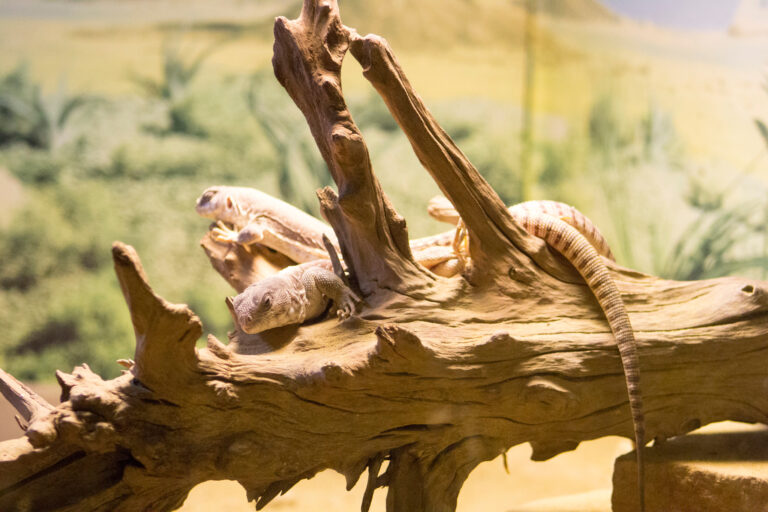 The Most Social Lizard Species – Which Ones Enjoy Company? – Reptilekingz